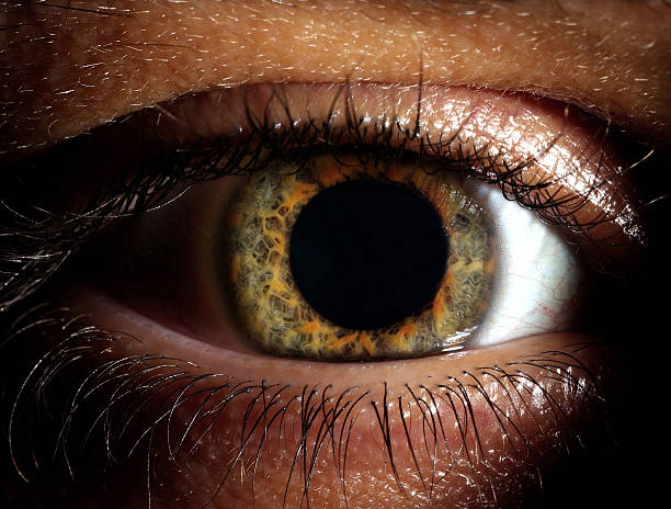 The Limbal Ring: What the Dark Ring Around Your Iris Means - Iris Blink®