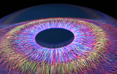 How Do Iris Patterns Form? The Science Behind Your Eyes - Iris Blink®