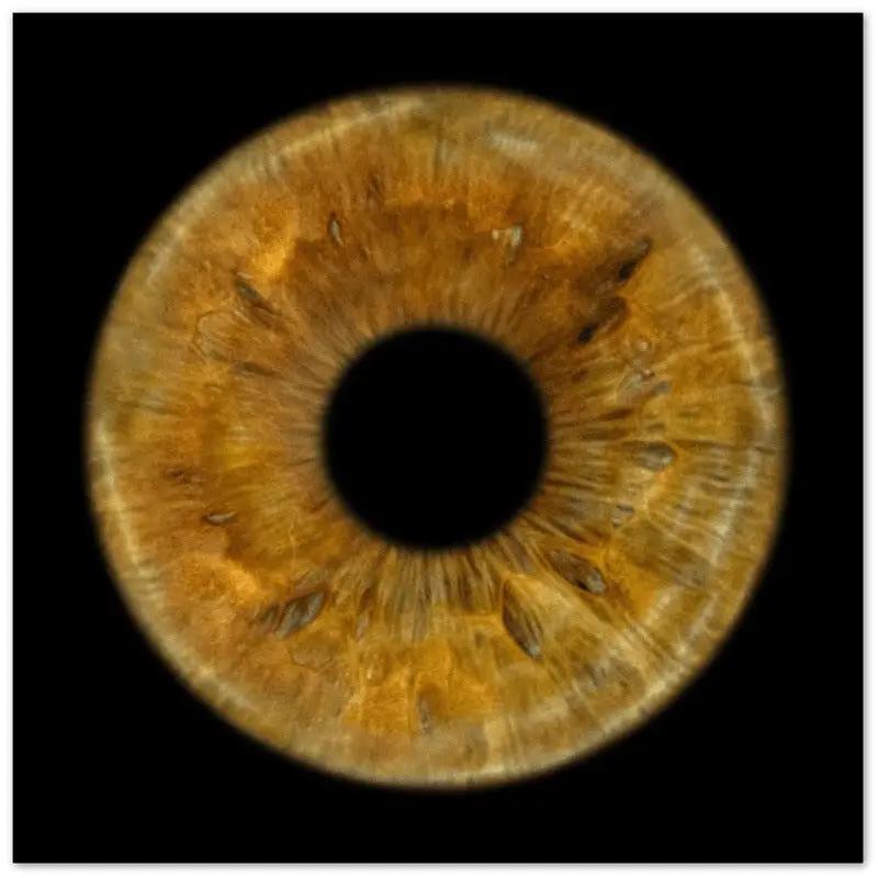 Custom Iris Art Print - The Pristine | Eye Photography Wall Art - Iris ...