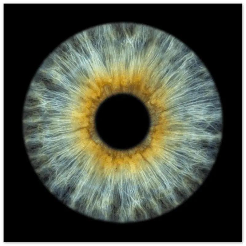 Custom Iris Art Print - The Pristine | Eye Photography Wall Art - Iris ...